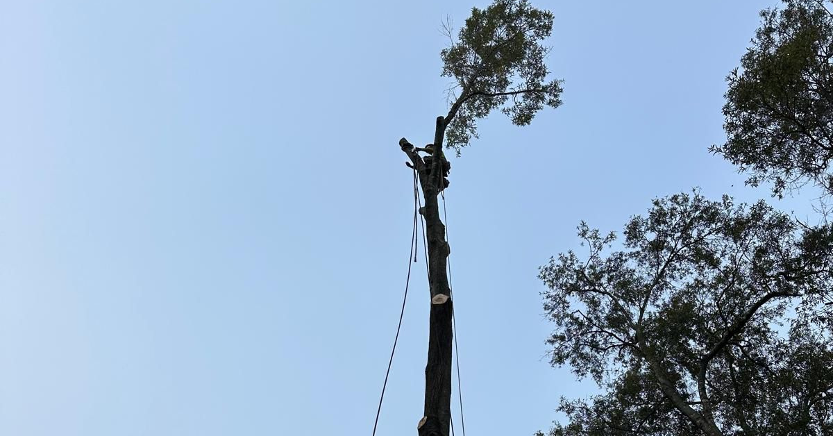 Service Area | Funes Tree Services Charlotte, NC & Nearby Areas